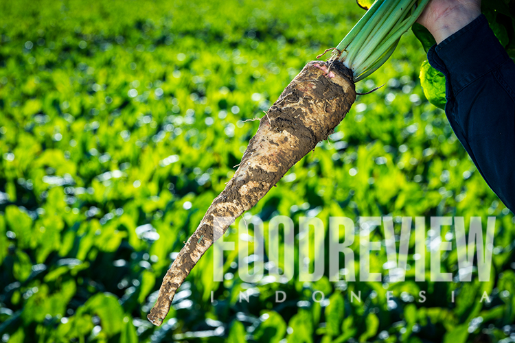 Improving Digestive Health with the Help of Chicory Root Fibres